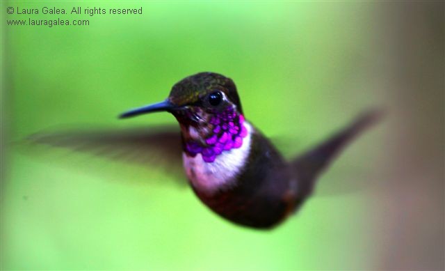 pasari colibri in jungla amazoniana fotografii de calatorie, imagini ...
