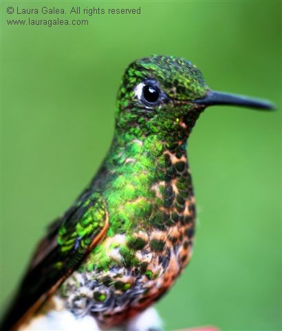 pasari colibri in jungla amazoniana fotografii de calatorie, imagini ...
