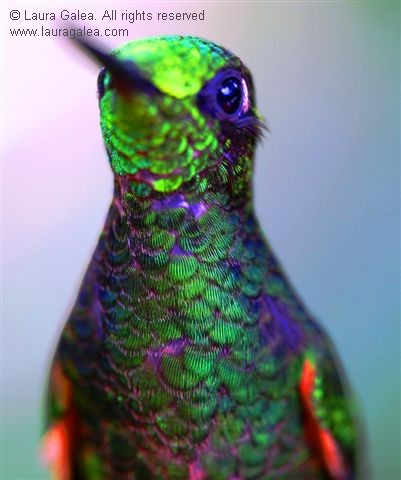 pasari colibri in jungla amazoniana fotografii de calatorie, imagini ...