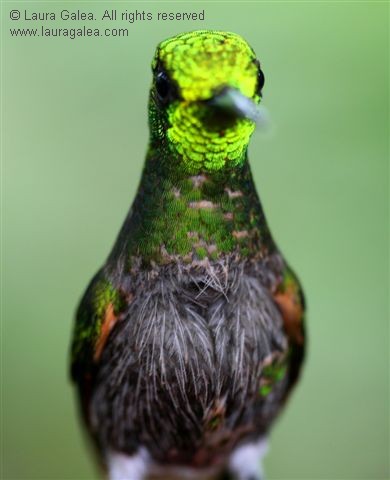 pasari colibri in jungla amazoniana fotografii de calatorie, imagini ...