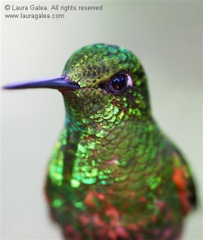 pasari colibri in jungla amazoniana fotografii de calatorie, imagini ...