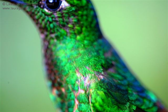 pasari colibri in jungla amazoniana fotografii de calatorie, imagini ...