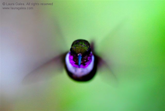 pasari colibri in jungla amazoniana fotografii de calatorie, imagini ...