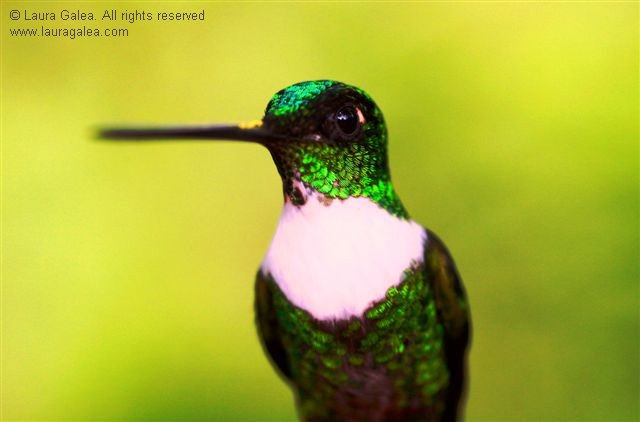 pasari colibri in jungla amazoniana fotografii de calatorie, imagini ...