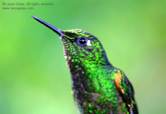 pasari colibri in jungla amazoniana fotografii de calatorie, imagini ...