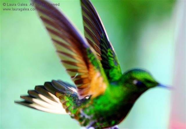pasari colibri in jungla amazoniana fotografii de calatorie, imagini ...