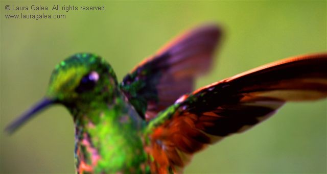 pasari colibri in jungla amazoniana fotografii de calatorie, imagini ...